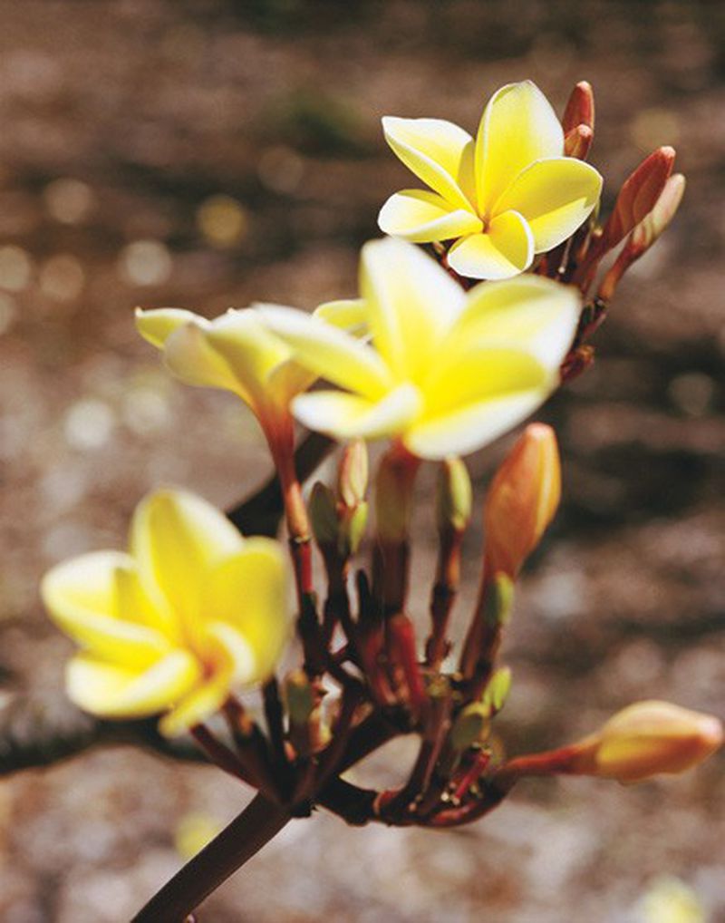 The Spirit of Aloha (W Magazine)