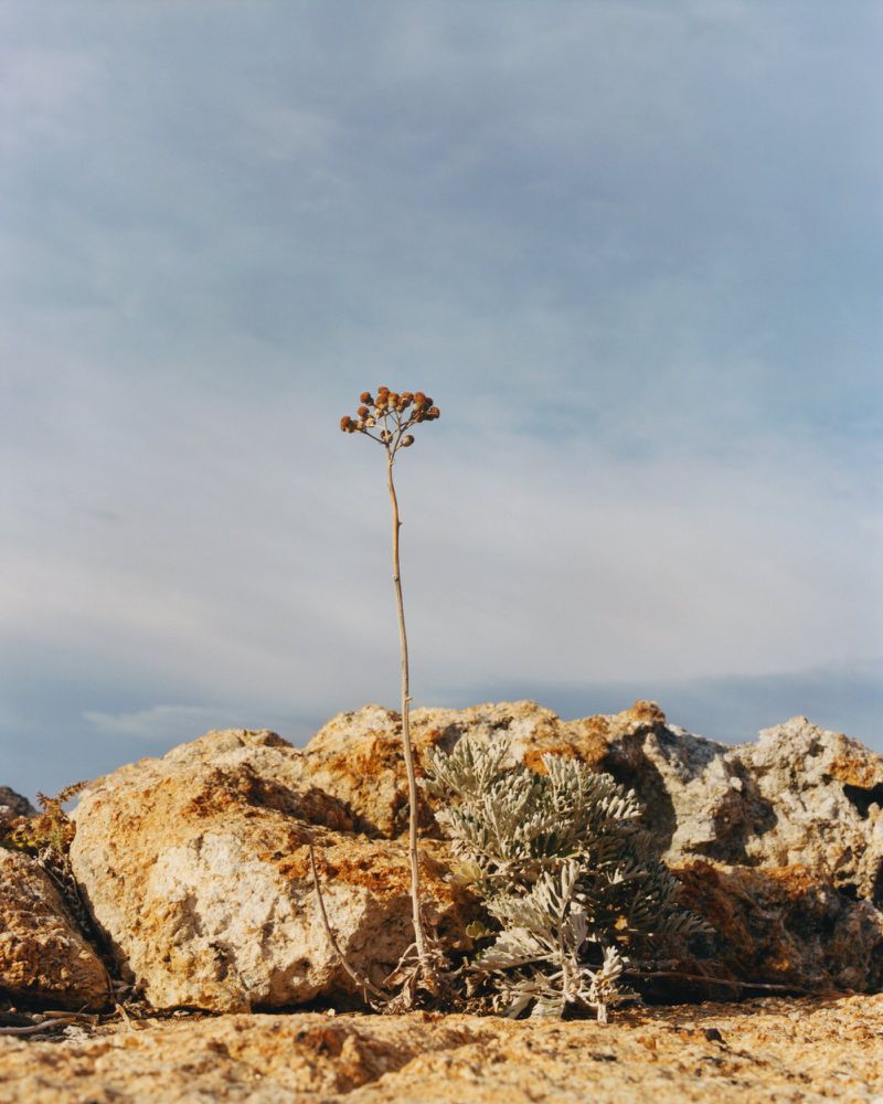 Loewe Eye/Loewe/Nature 2019 (Loewe)