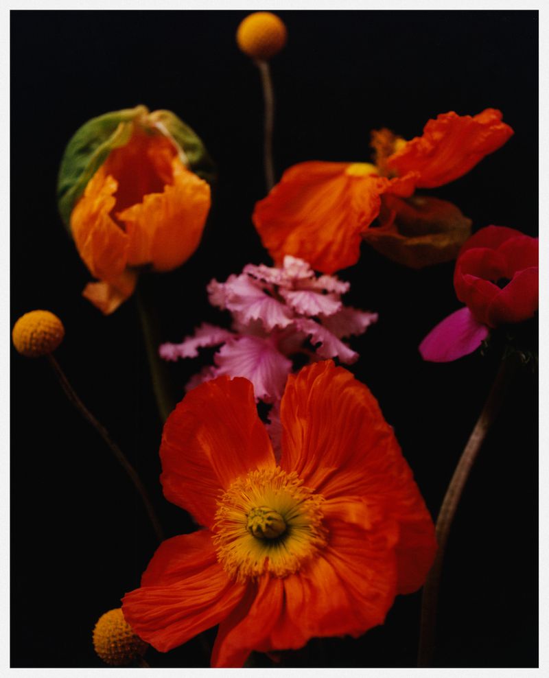Flower Nation (Also Journal)