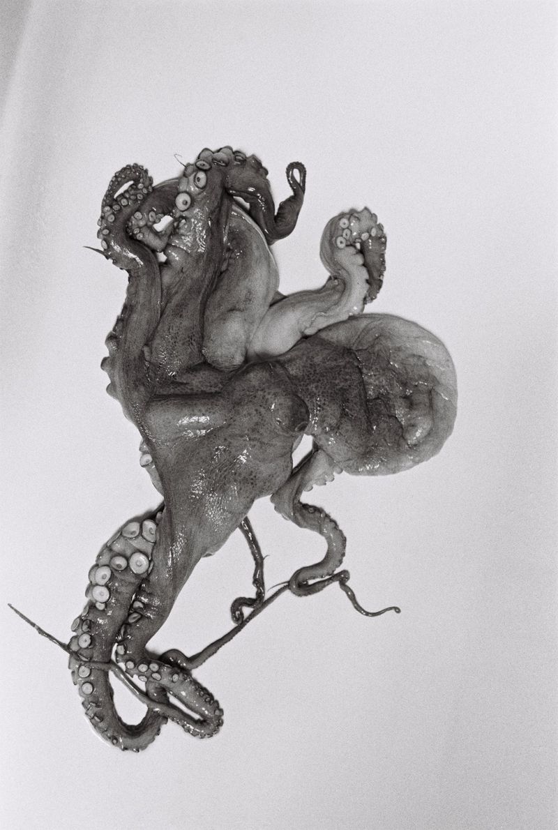 Body Object Taxonomy (Various Editorials)