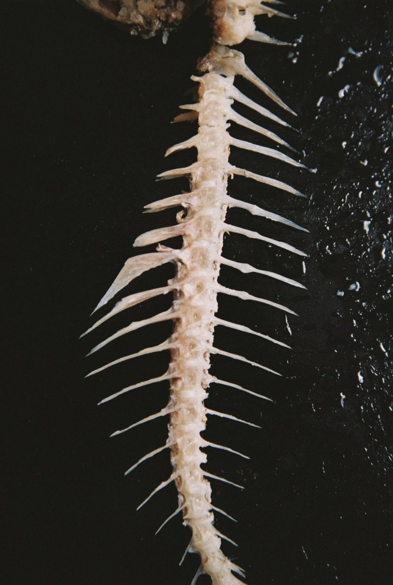 Body Object Taxonomy (Various Editorials)