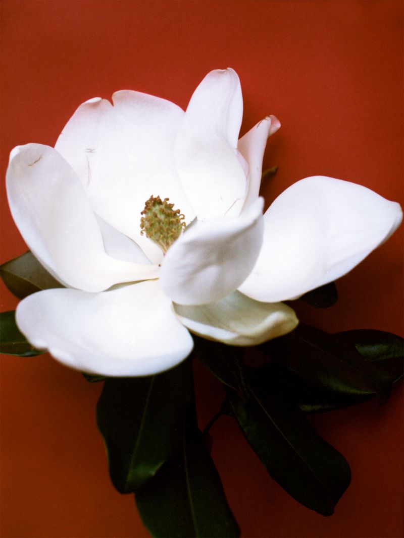 Magnolia (The Earth Issue) (Various Editorials)