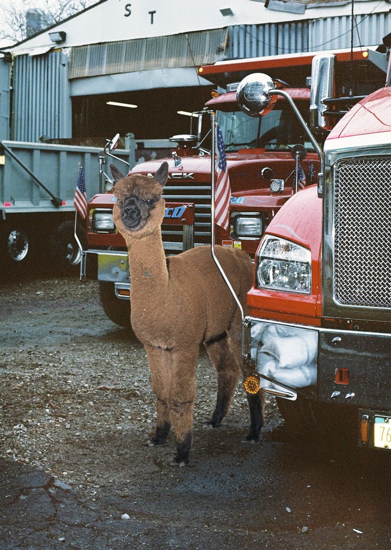 Alpacas In New York (Office Magazine)