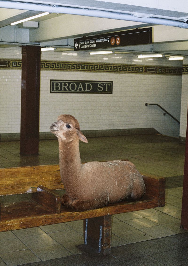 Alpacas In New York (Office Magazine)