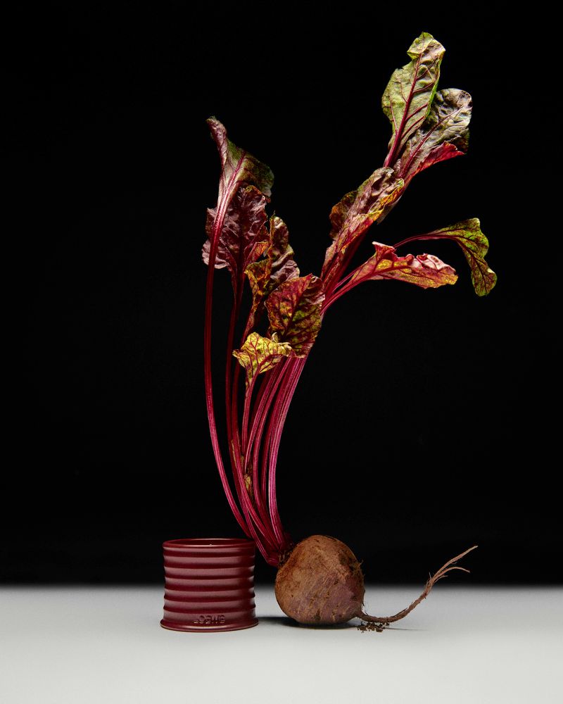 Plant Portrait (Loewe)