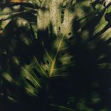 MANGO Earth 2022 Campaign (Mango)