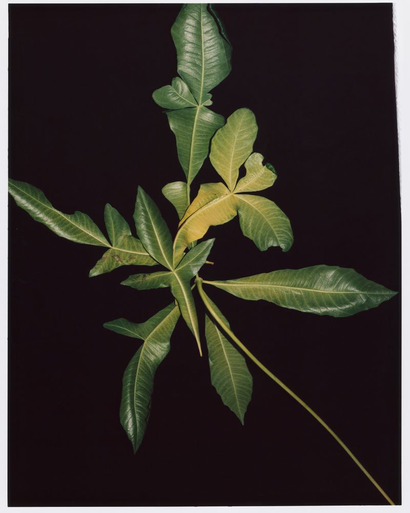 Lena Klenke (Zoo Magazine)