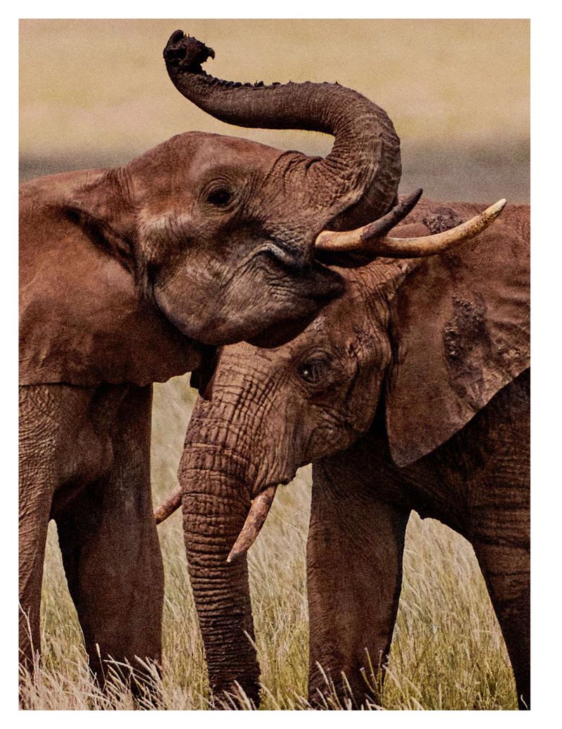 MODE SPECIAL (Elle France)