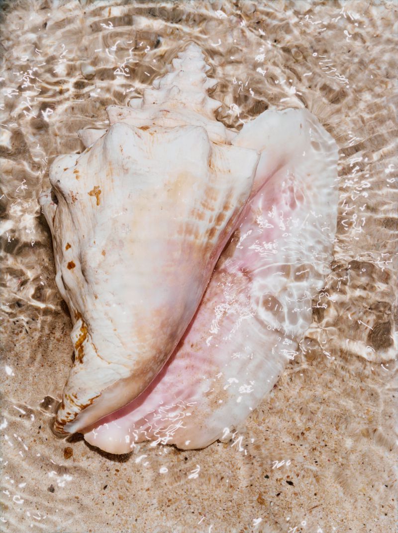 Shell Shocked (More or Less Magazine)