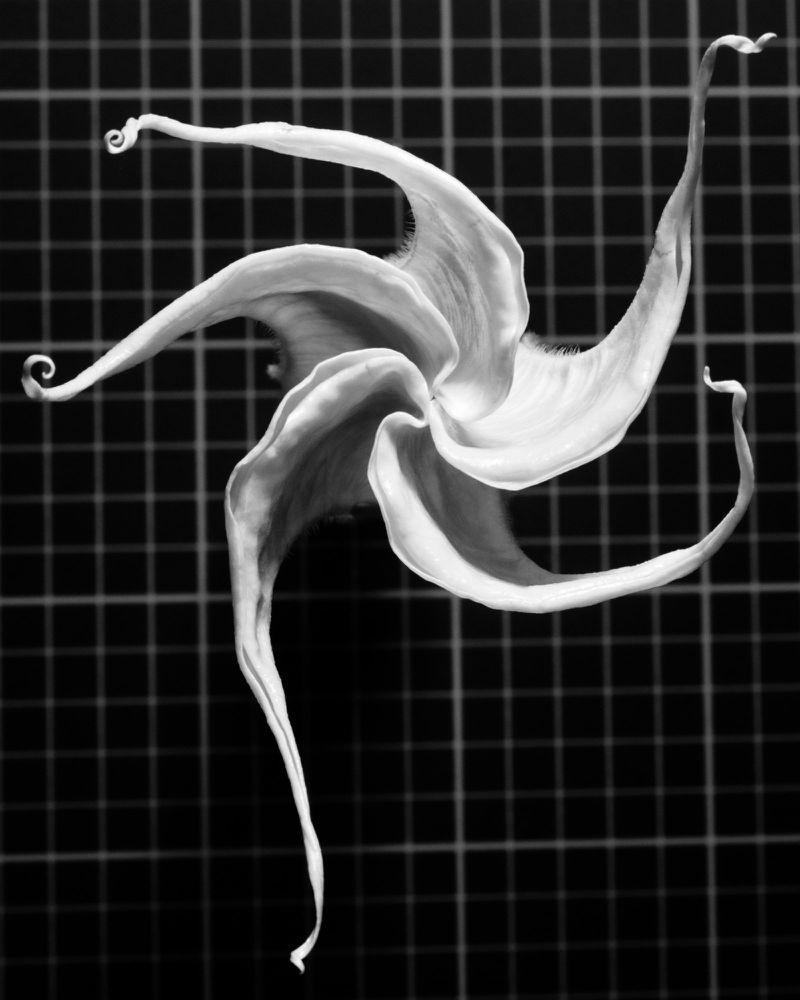 How The Dance of Poison Shapes Nature and Mankind (Atmos Magazine)