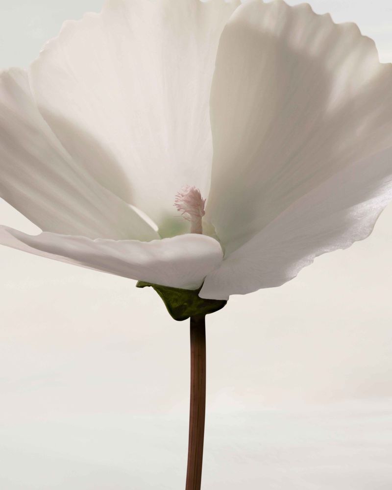 Extreme Botanicals by Ben Pexton (Burberry)