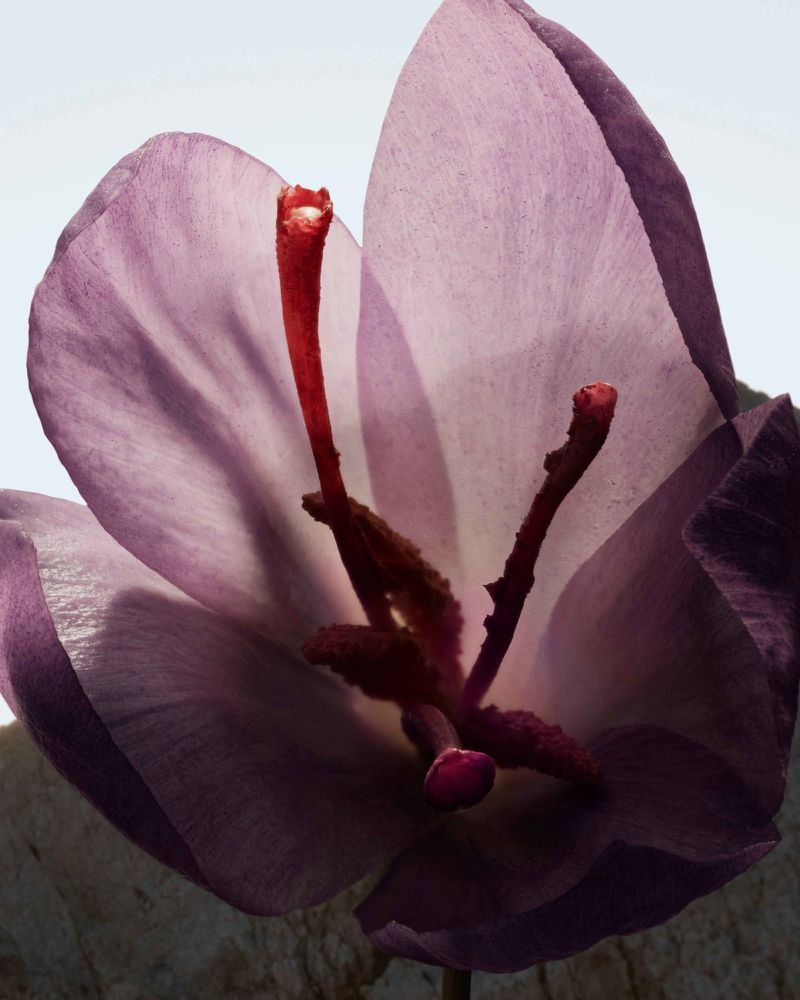 Extreme Botanicals by Ben Pexton (Burberry)