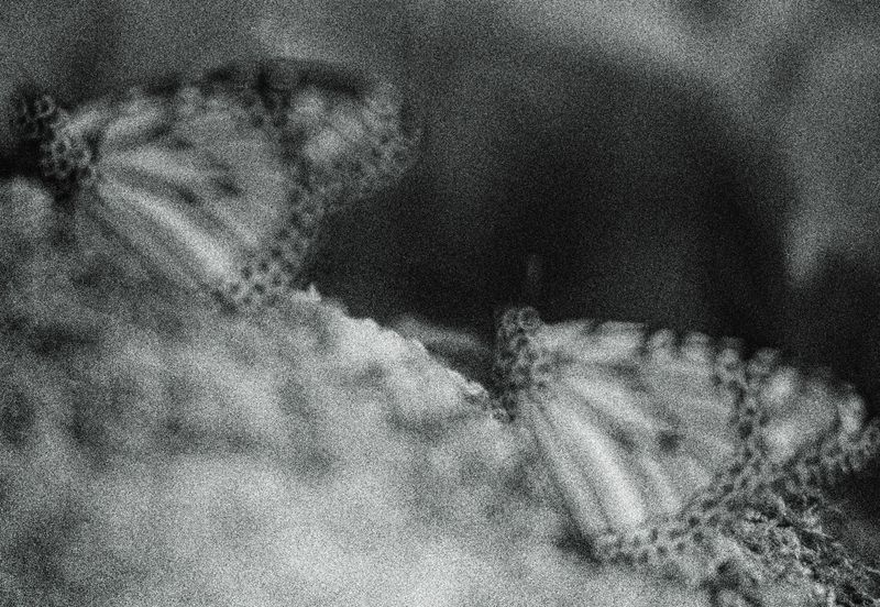 The Butterfly Effect (Atmos Magazine)