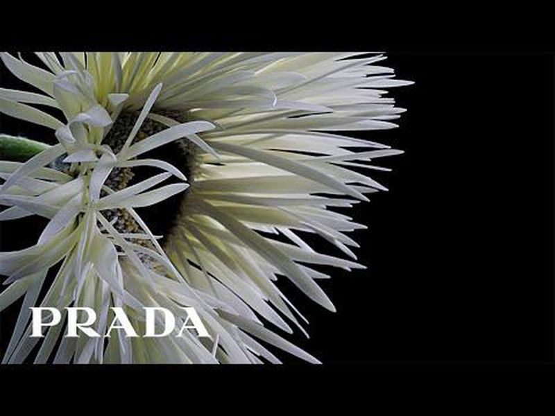 Prada F/W 2023 Campaign (Prada)
