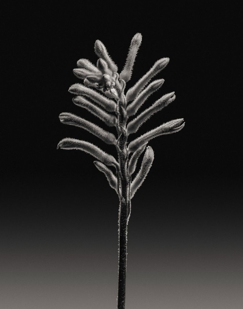 Dialogos (Vogue Adria)