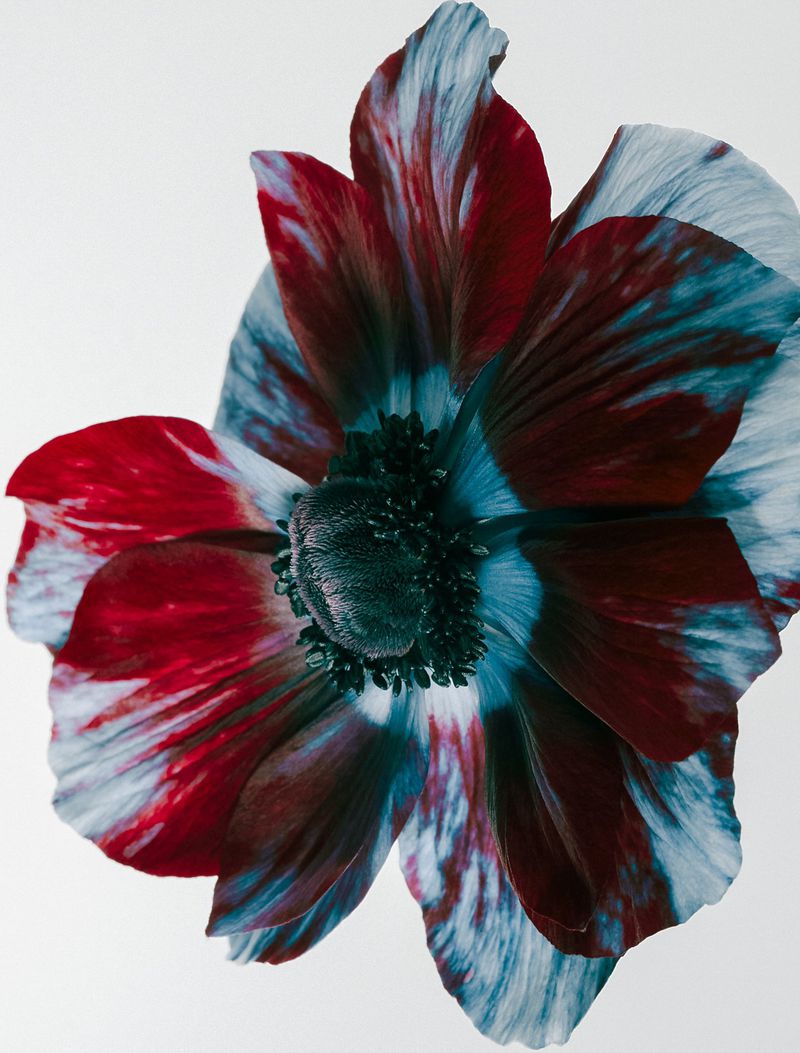 Valentine's Campaign (La Perla)