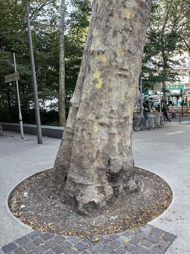 True Whitaker (Test Shoot)