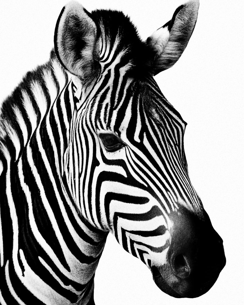 Hana Soukupova (Harper's Bazaar Brazil)