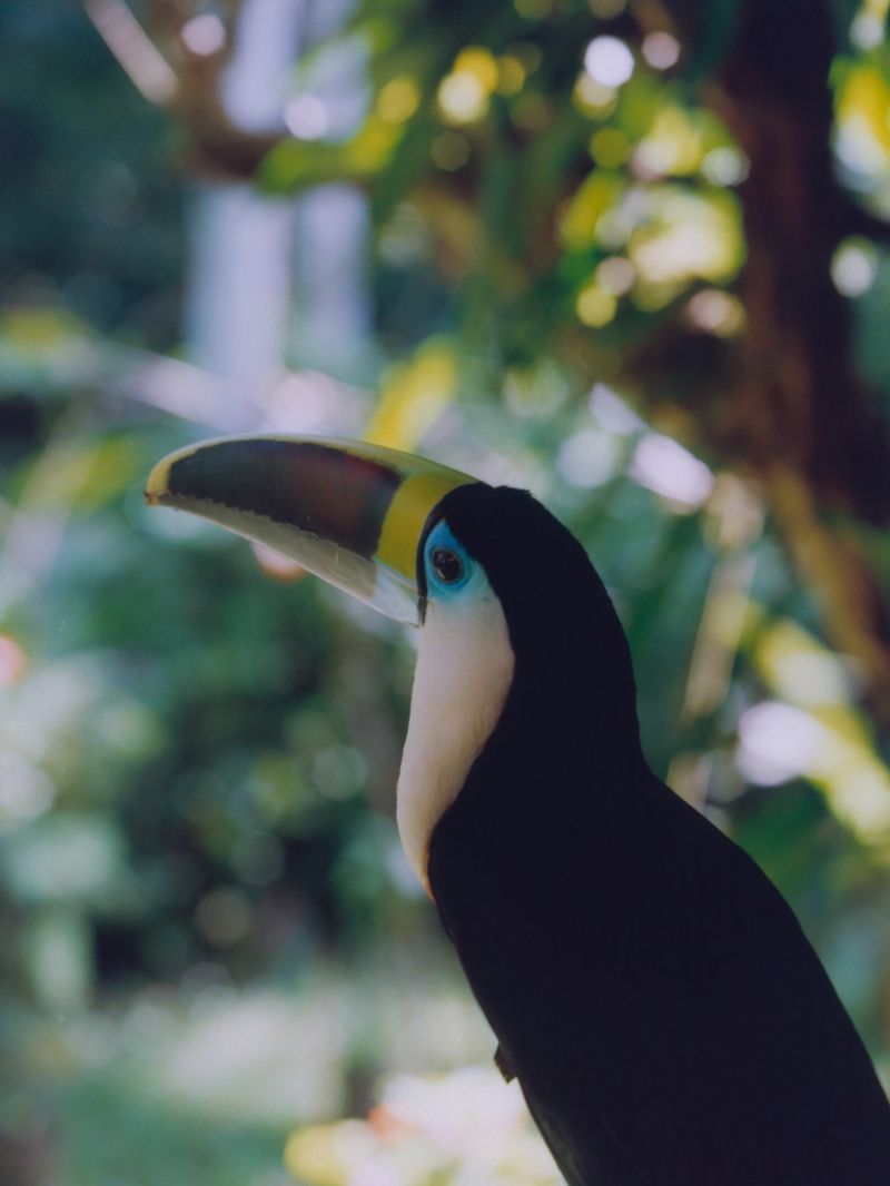 Inside Peru's Manu forest (Atmos Magazine)